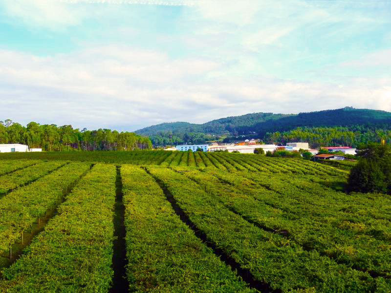 Typical Galicia Cellars Tour
